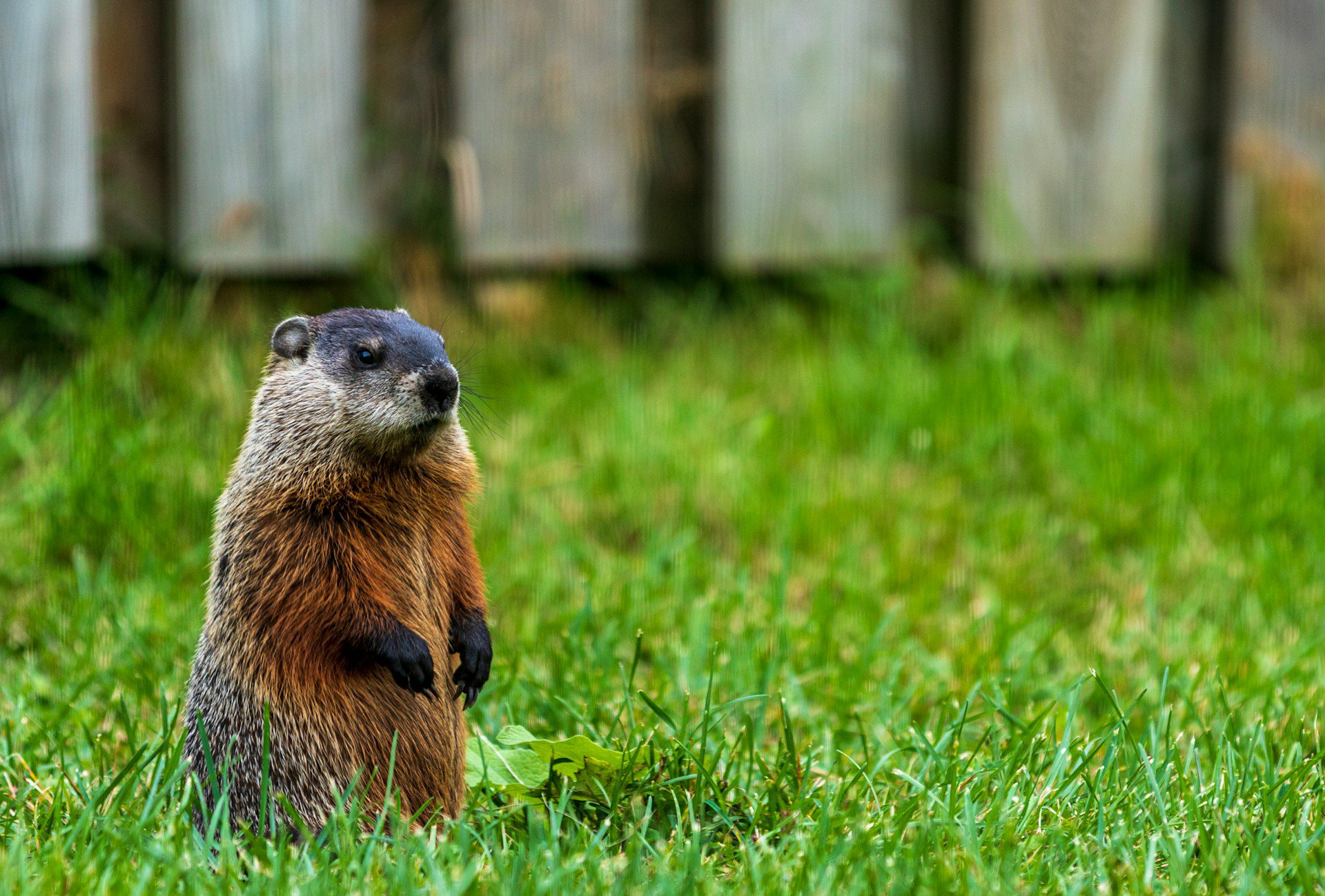 Minnesota’s Groundhog: Meet the Woodchuck (Marmota monax) - Campfire ...